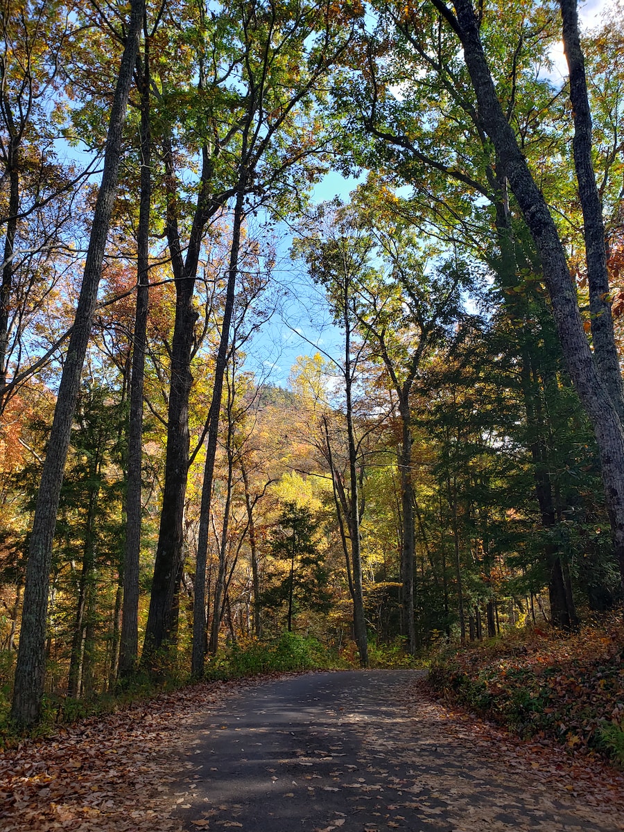 Exploring the Natural Beauty of Roaring Fork Motor Nature Trail ...